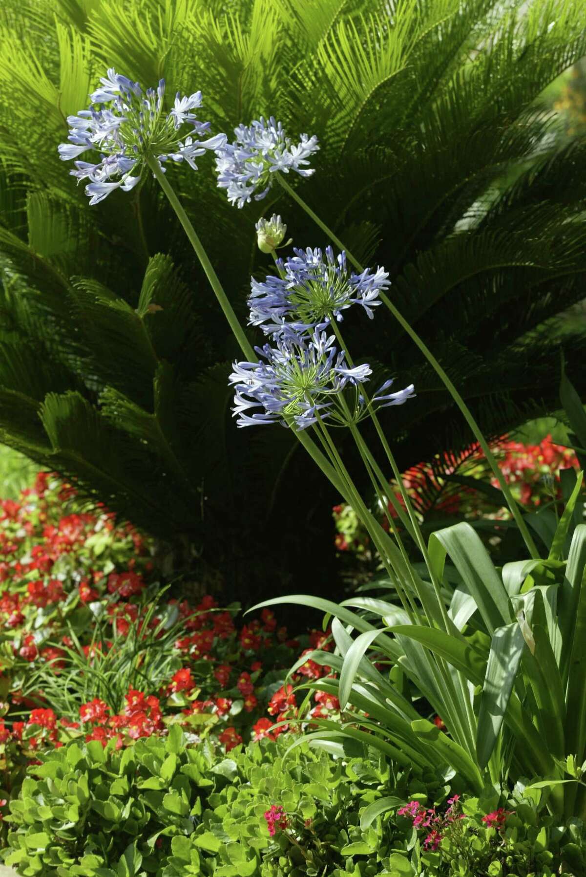 Naturalizing agapanthus may need dividing