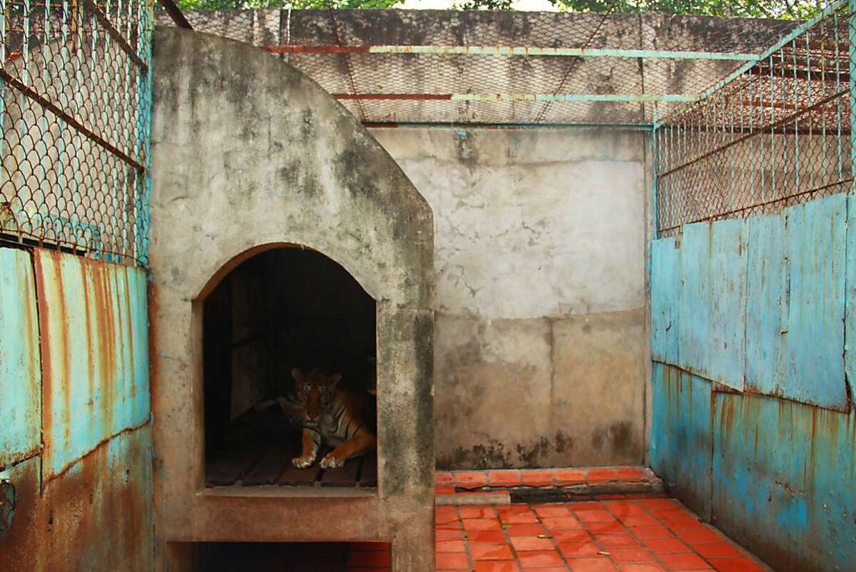 Vietnam tiger farms - black market link?