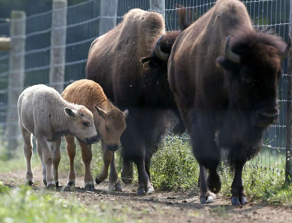 Tribes celebrate birth of white bison