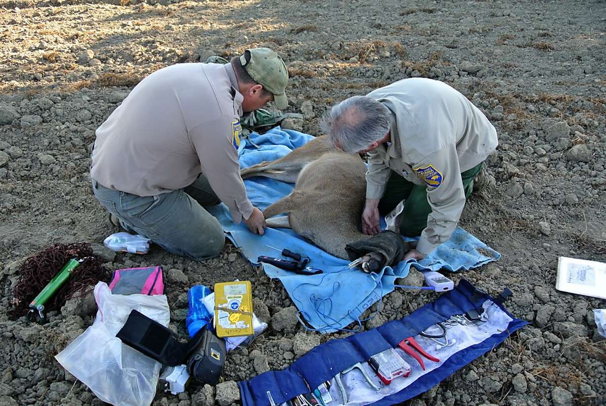 Saving deer from I-280 slaughter