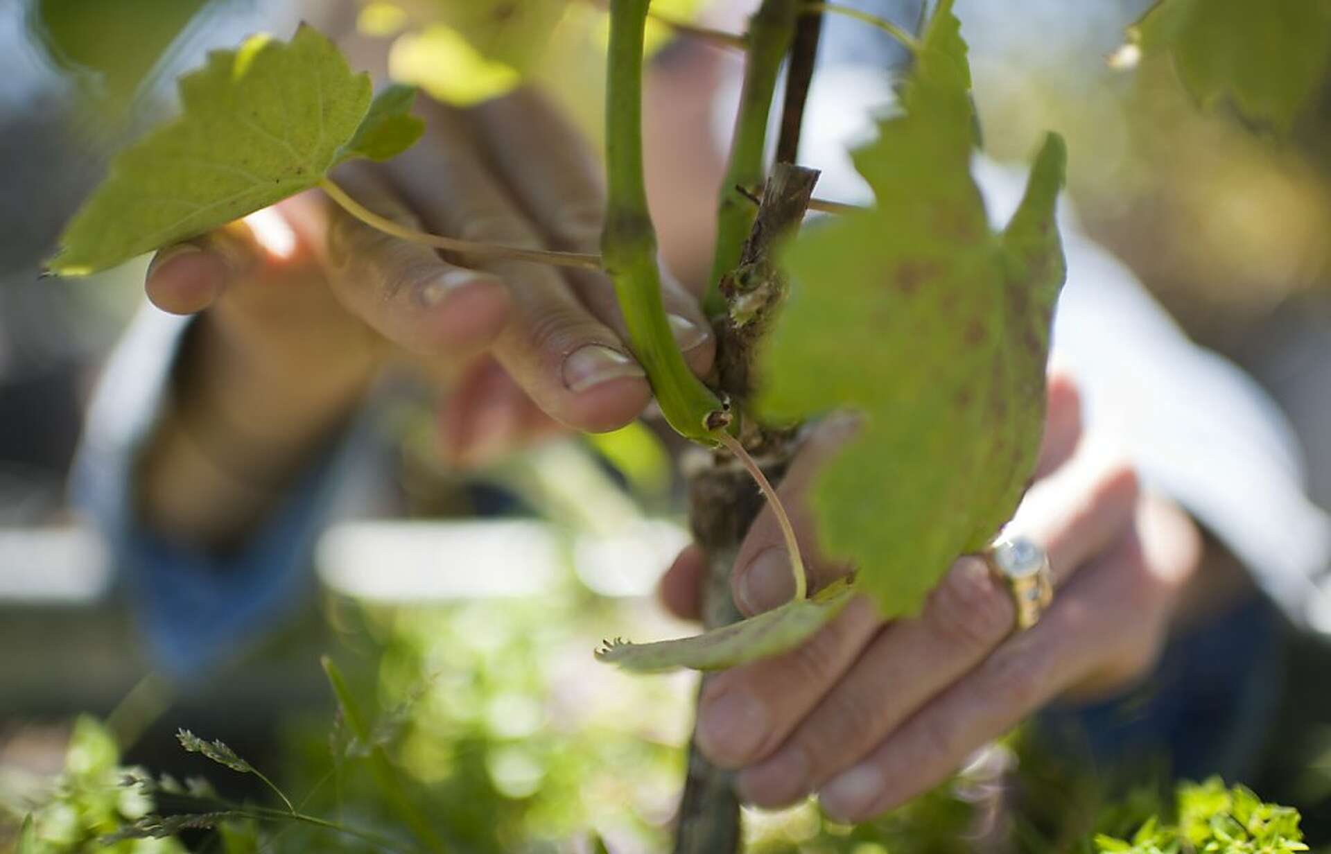 Preparing vines for future years' grapes