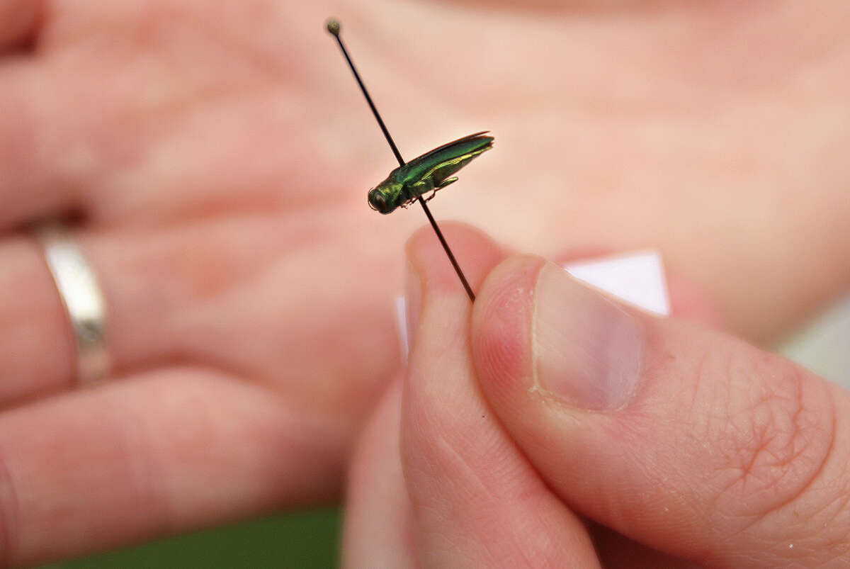 Invasive plants, insects take center stage