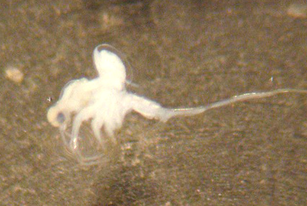 Aquatic invader arrives