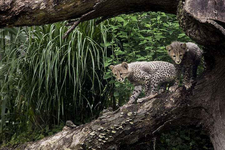 The Cheetah Olympics