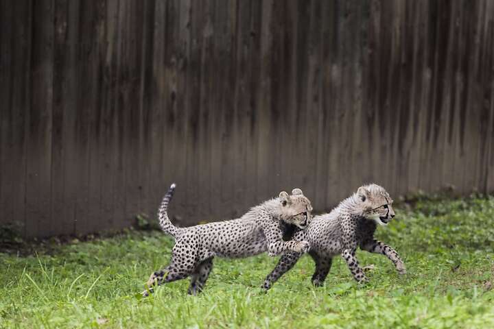 The Cheetah Olympics