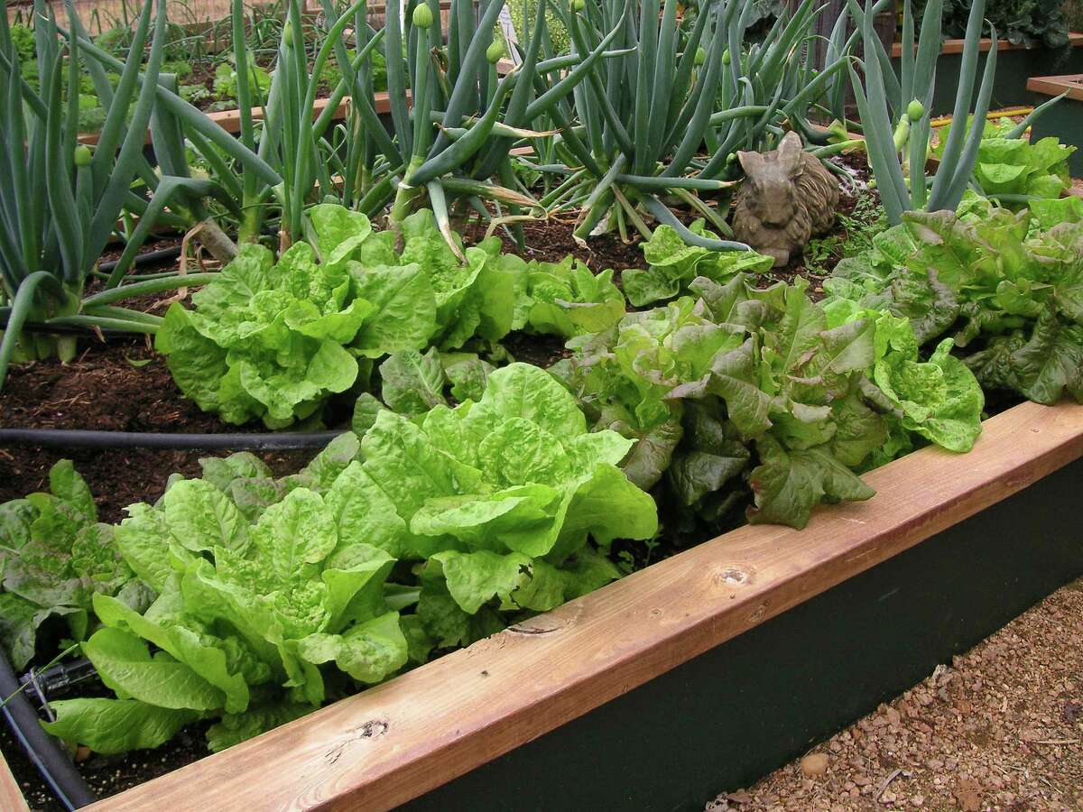 Find success with your fall vegetables