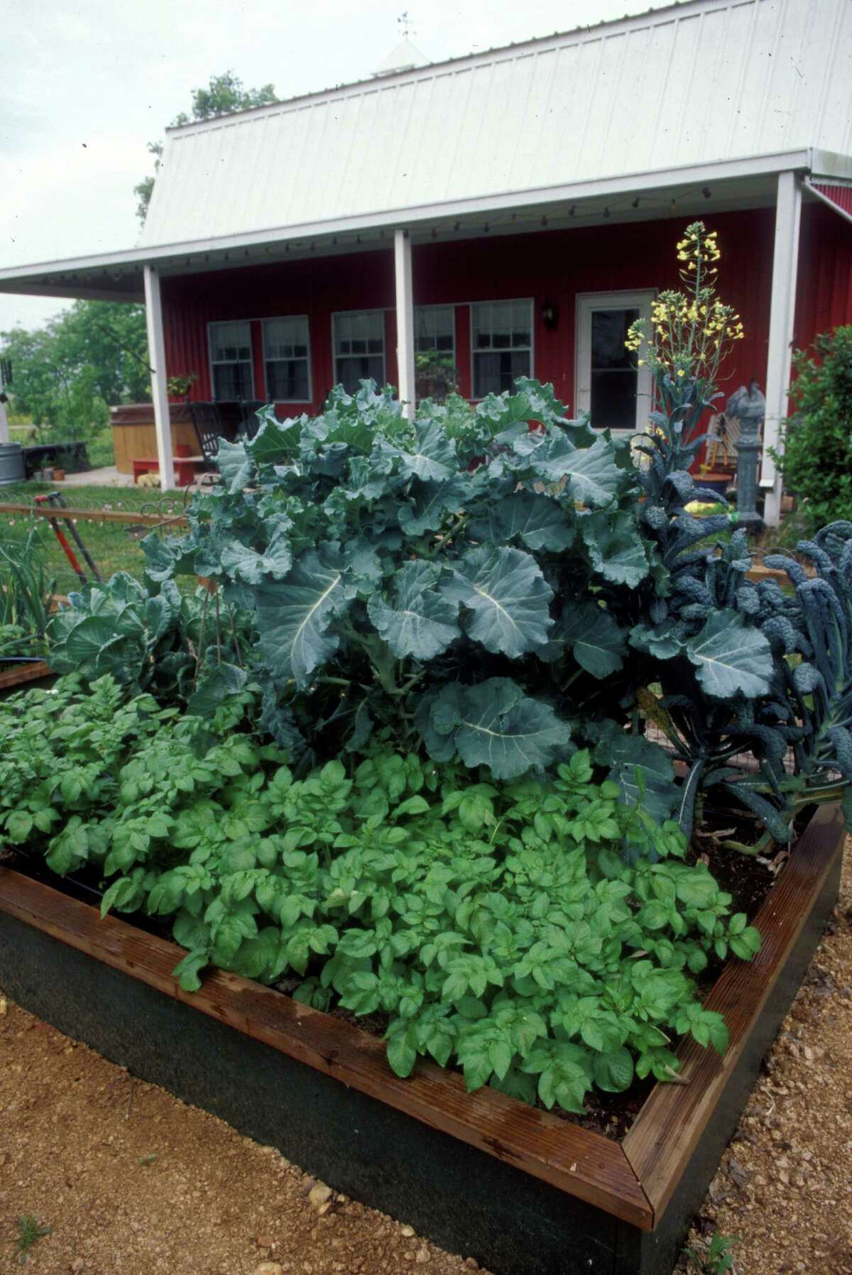 Find success with your fall vegetables