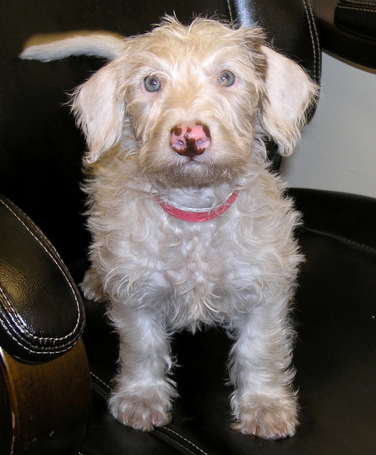 Pethouse Pet of the Week: Aug. 5