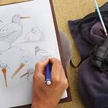 Hatching artist within with bird drawing - SFGate