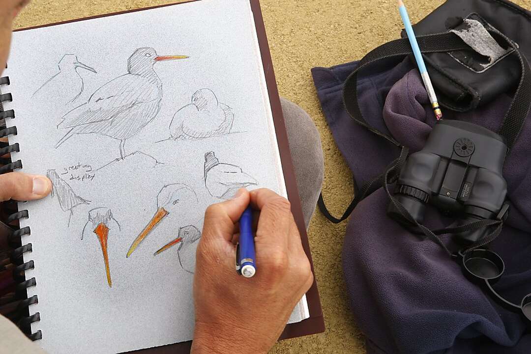 Hatching artist within with bird drawing