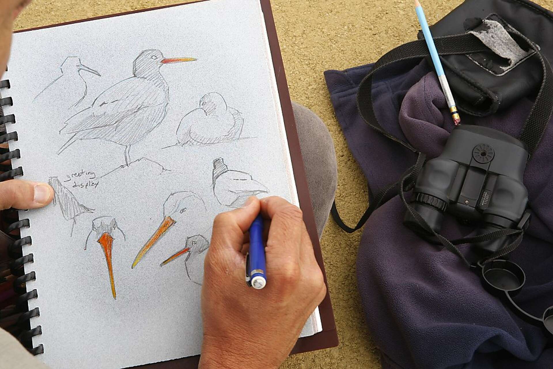Hatching artist within with bird drawing