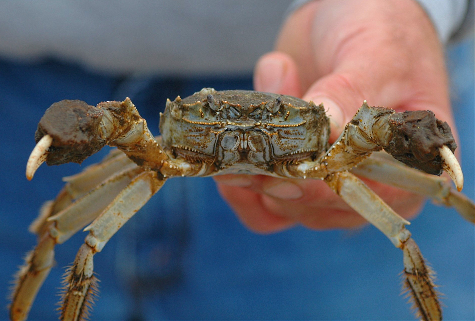 Invasive, spider-like crab discovered in Greenwich