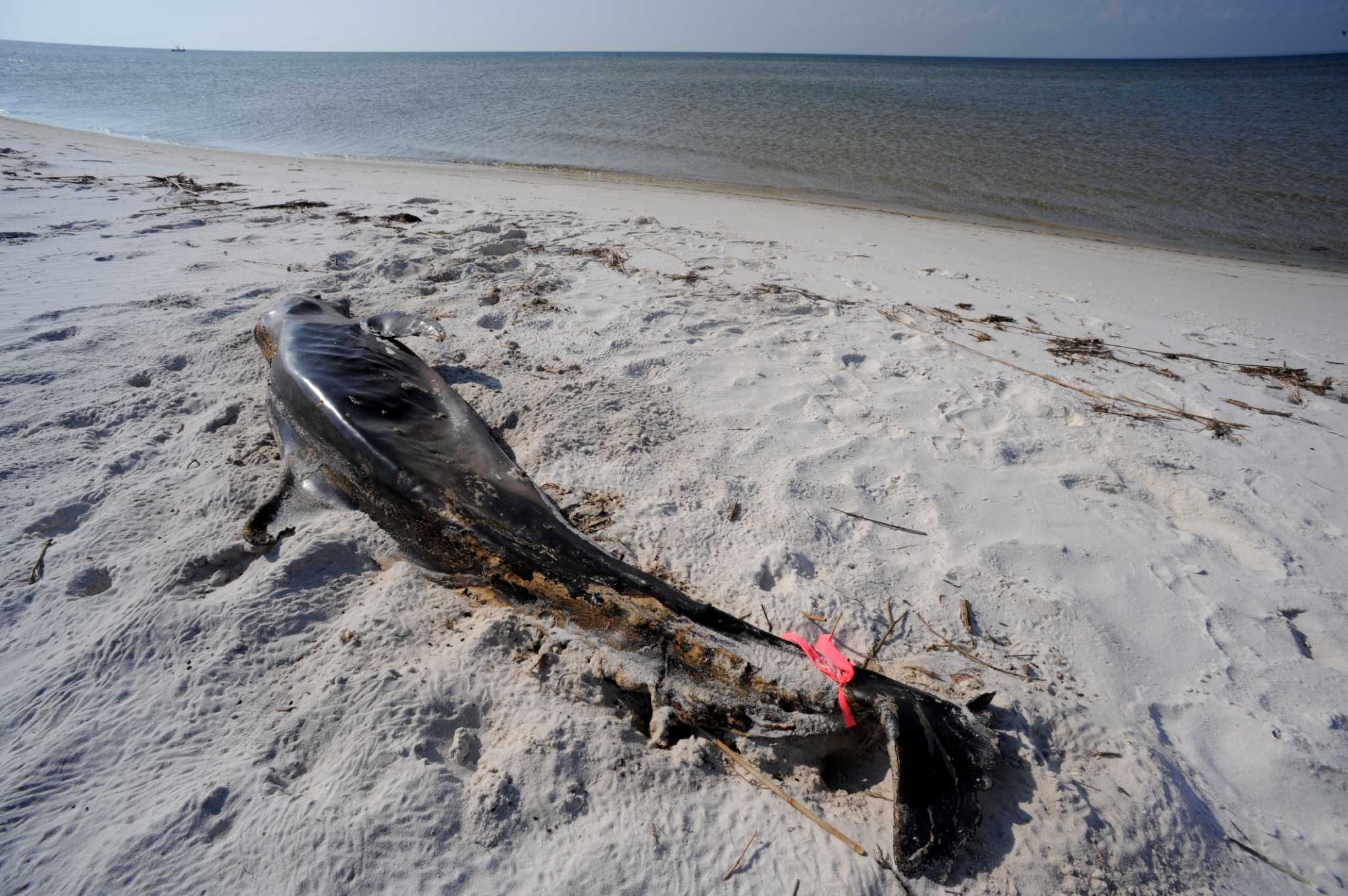 Researchers seek to link oil spill, dolphin deaths