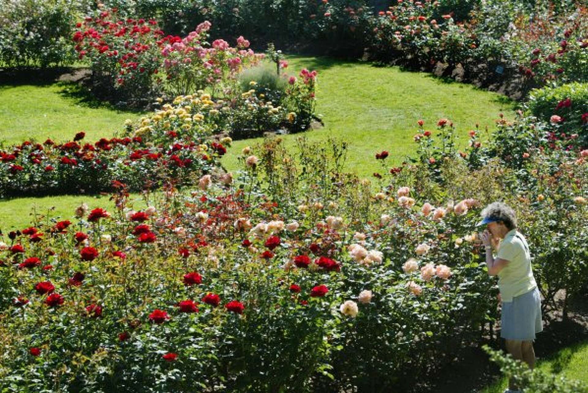 Breathtaking blooms: 7 Seattle spots to see spring blossoms