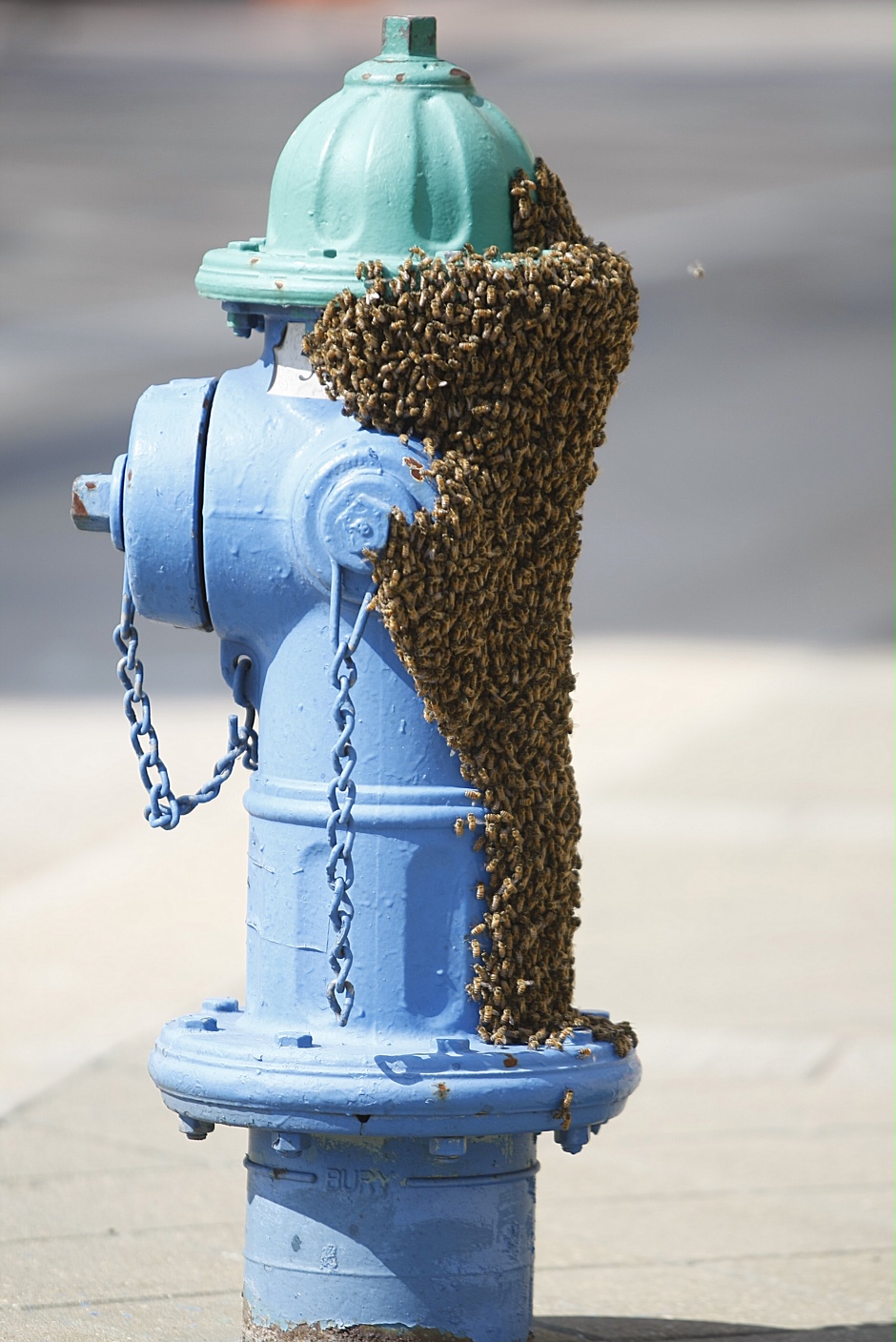 Bees on fire hydrant create buzz before buzzing off