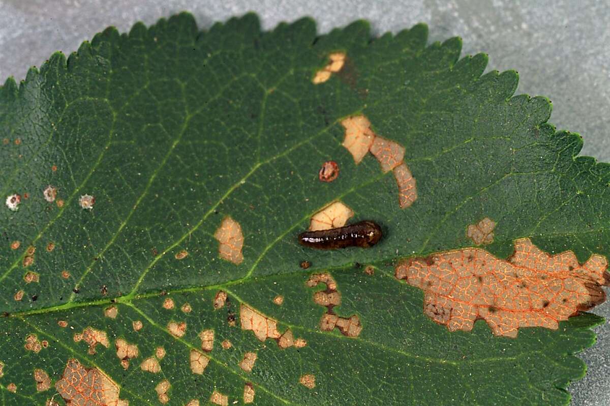 Pear slug pest easy to control