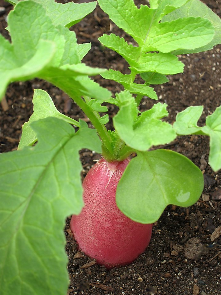 Pear slug pest easy to control