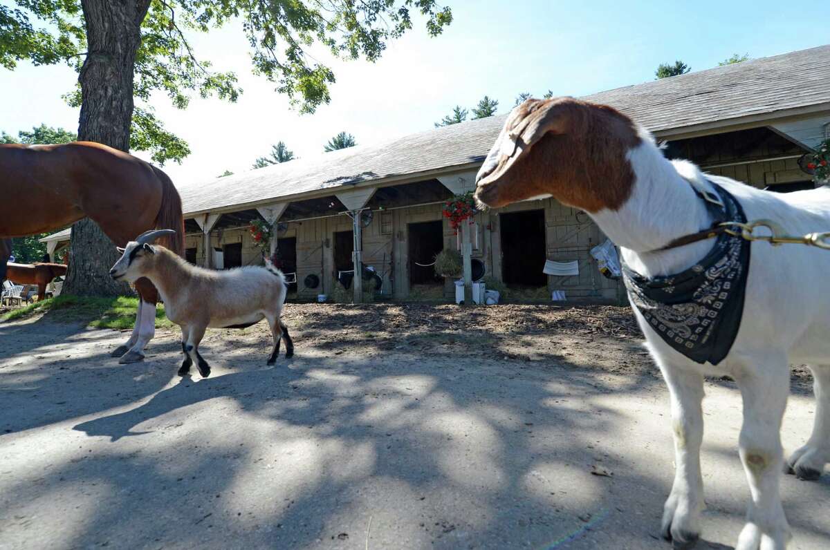 Goats brighten Spa dark day