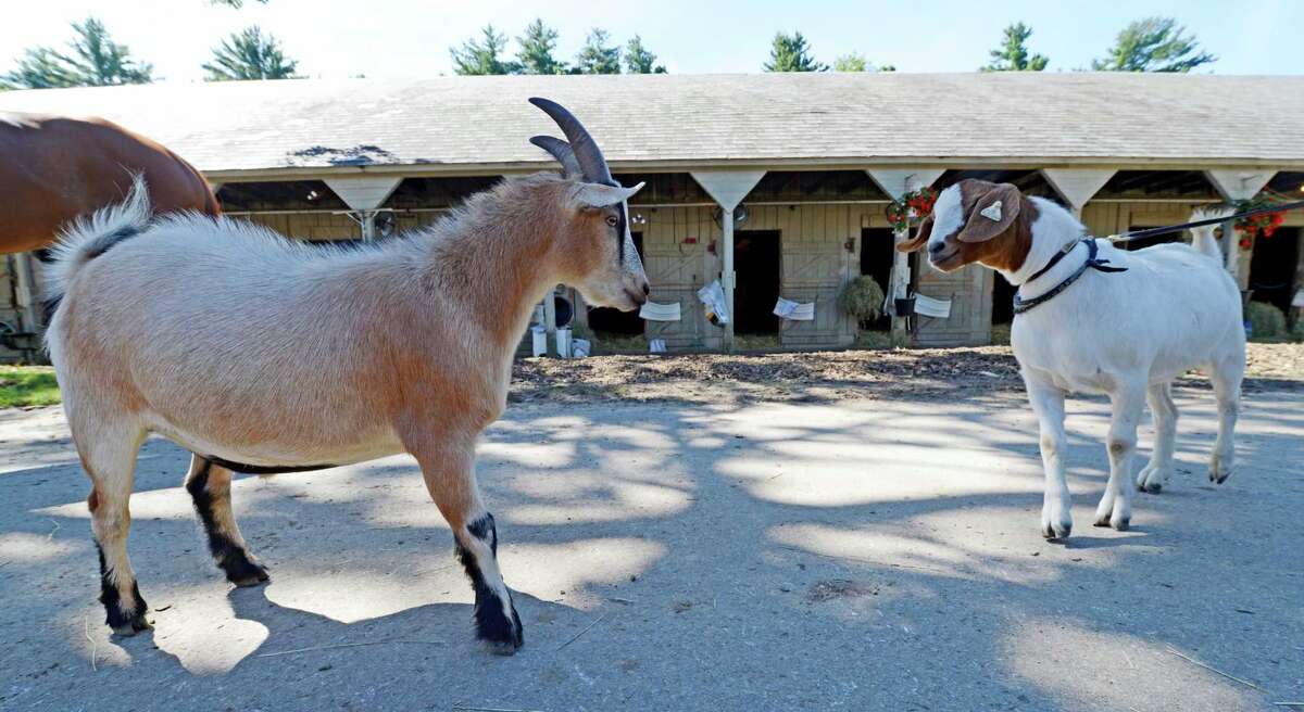 Goats brighten Spa dark day