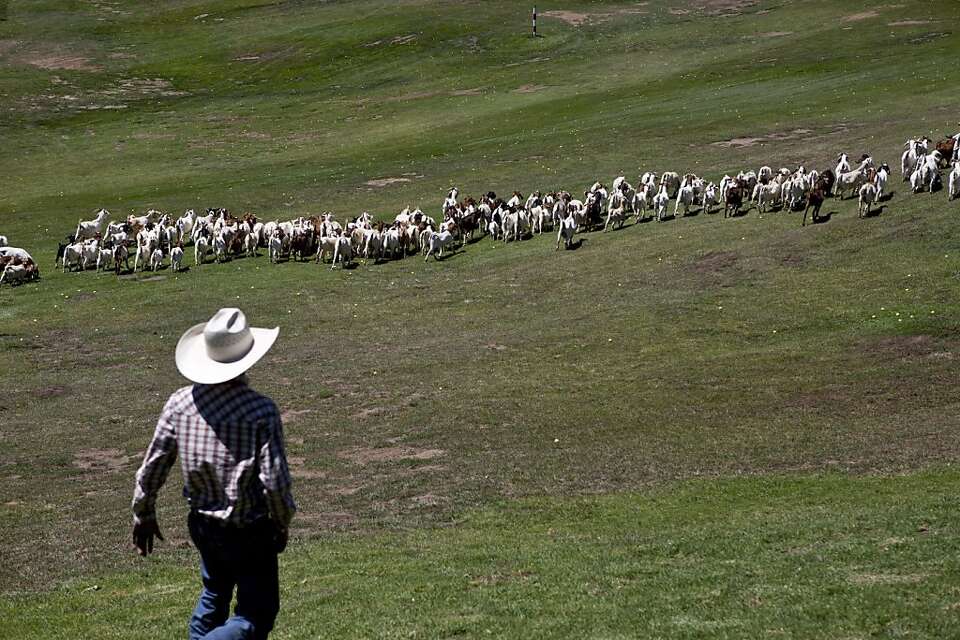 Goats in Park Presidio