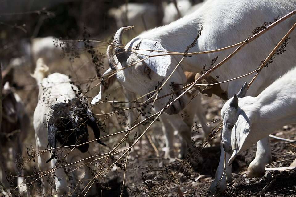 Goats in Park Presidio