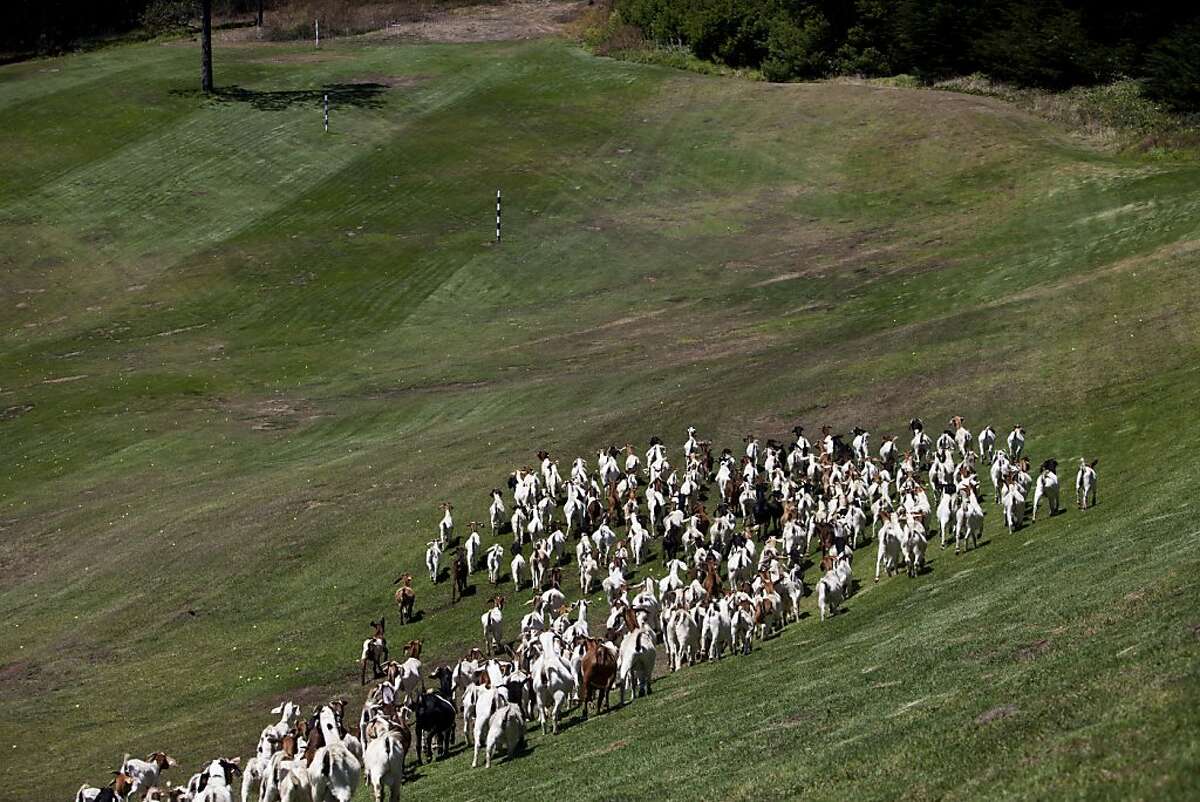 Goats in Park Presidio