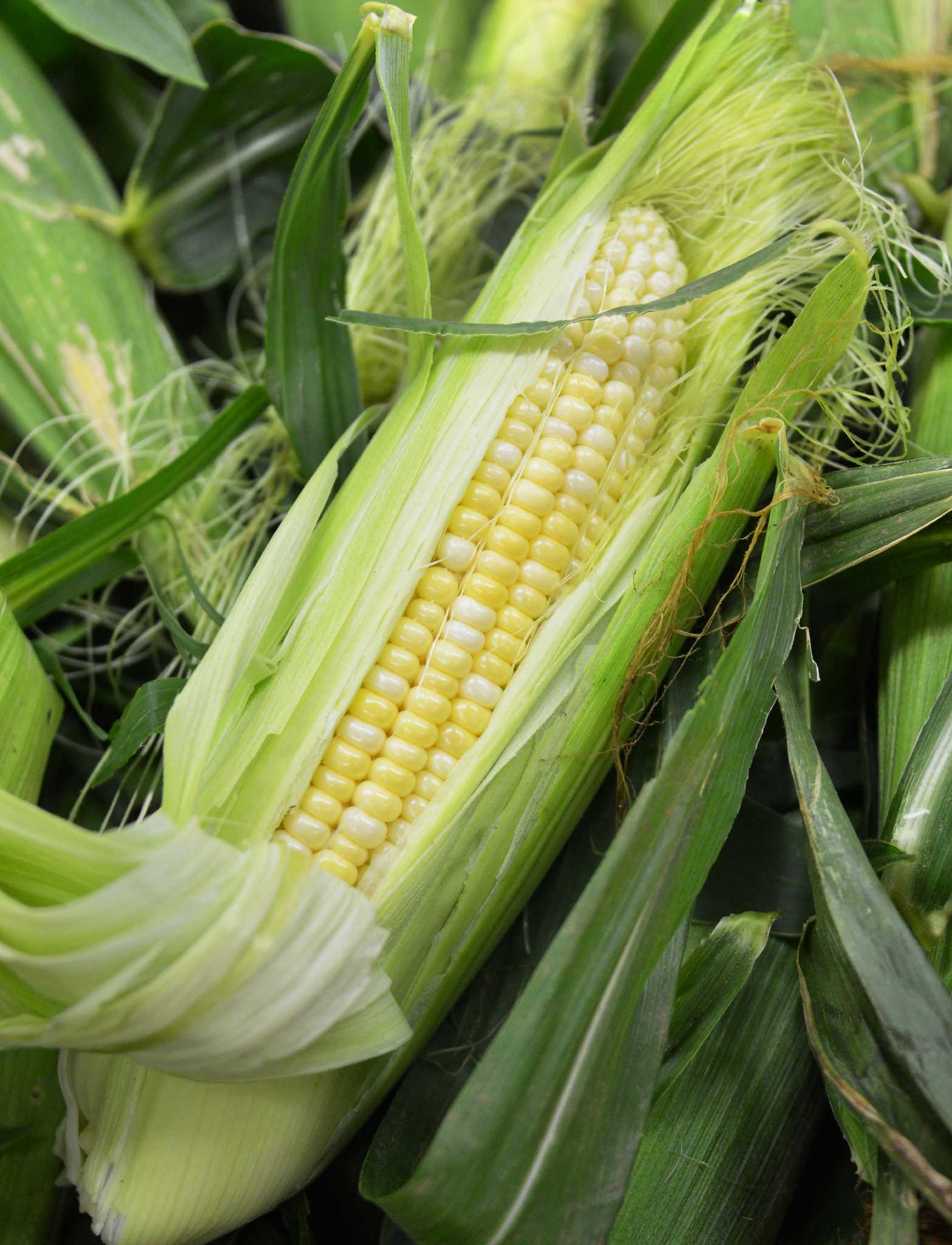 Expand your field of corn