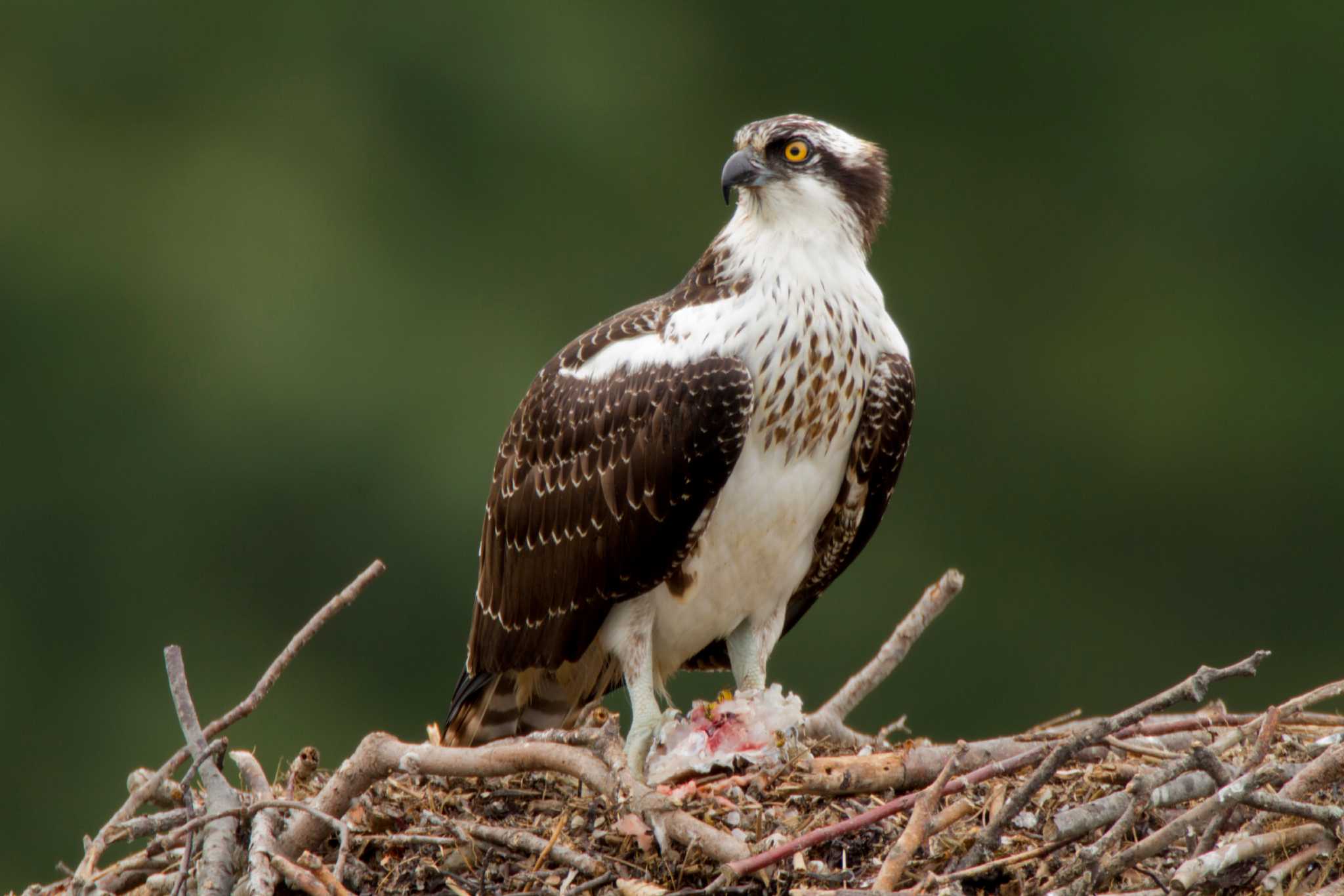 Greenwich osprey star in documentary
