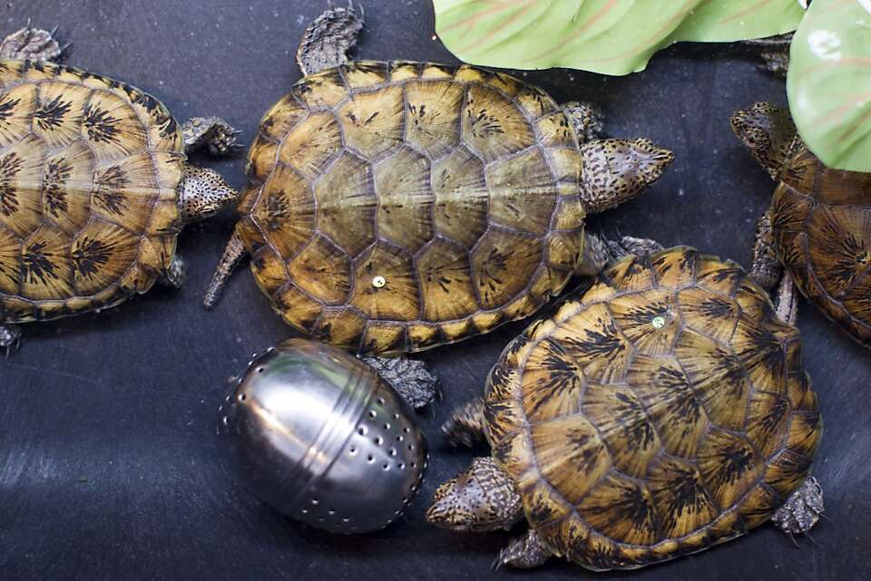 Oakland Zoo to release turtles to wild
