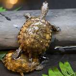 Turtles to be released - SFGate