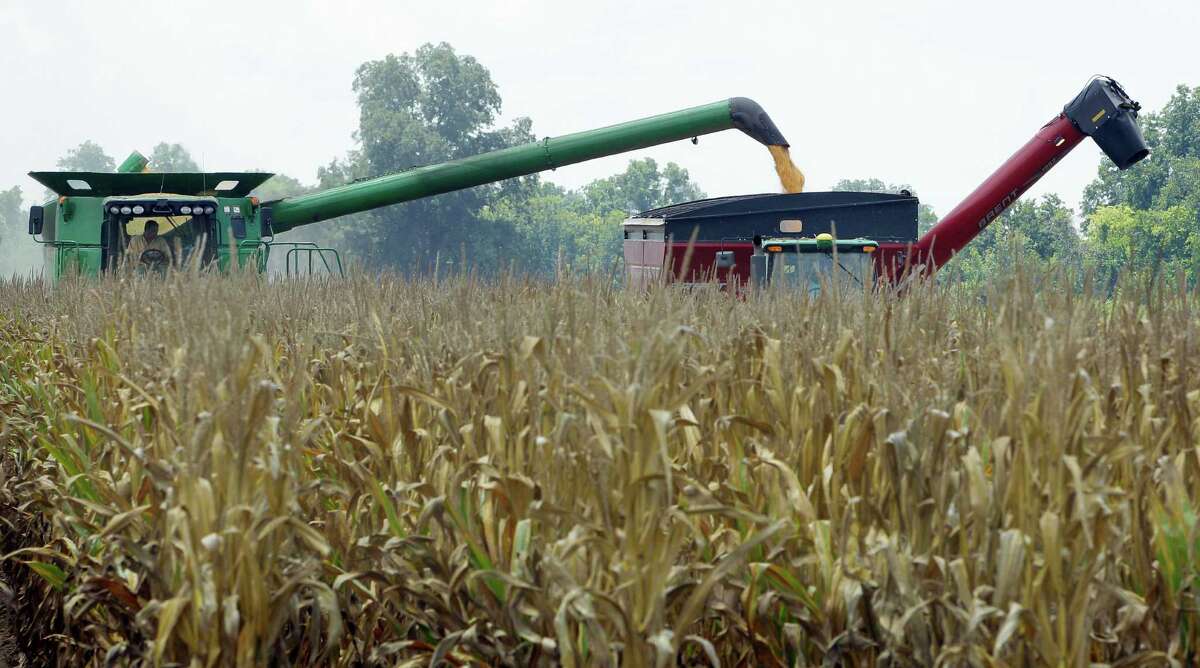 Drought cutting corn yield