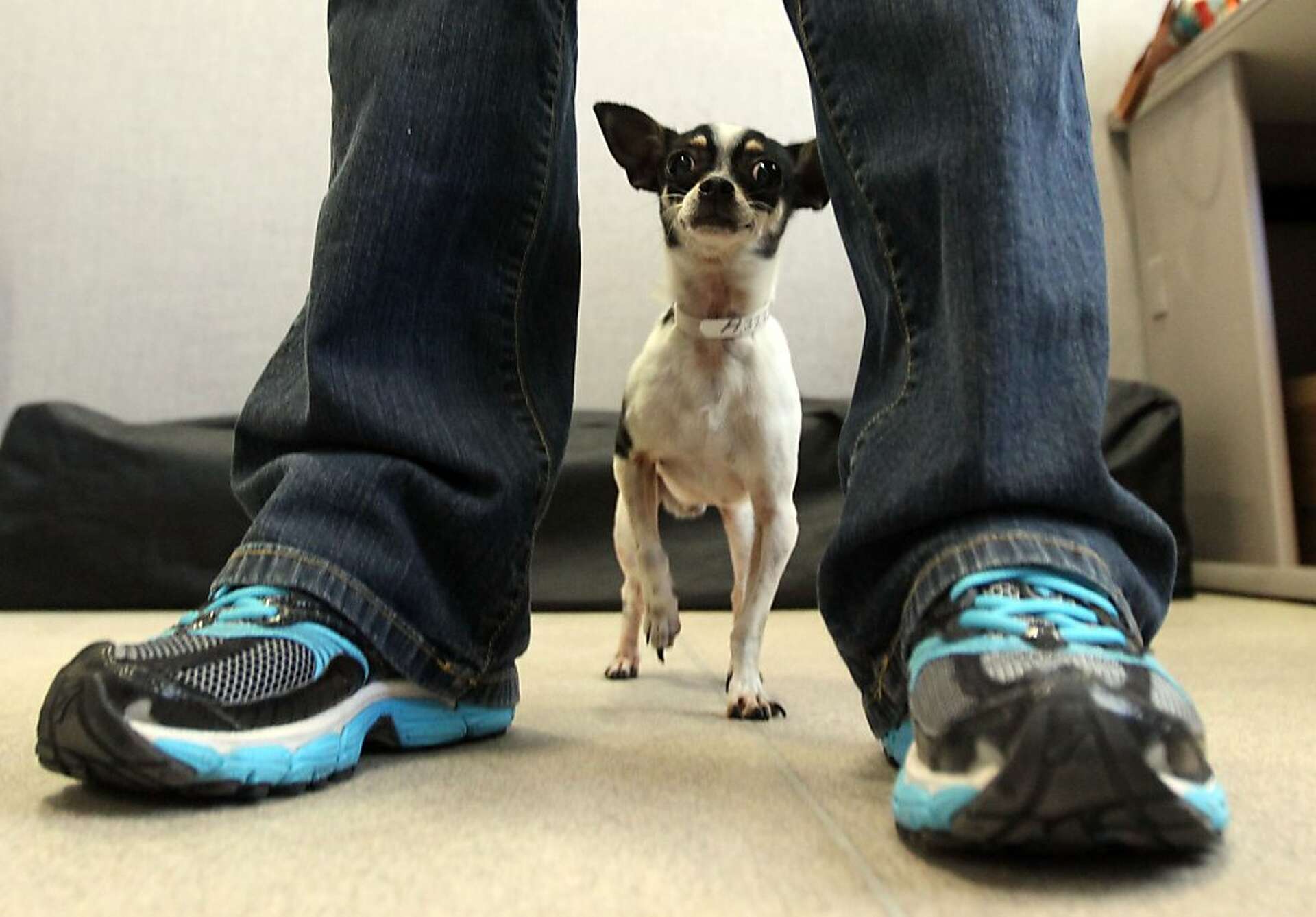 Woof program offers second chances