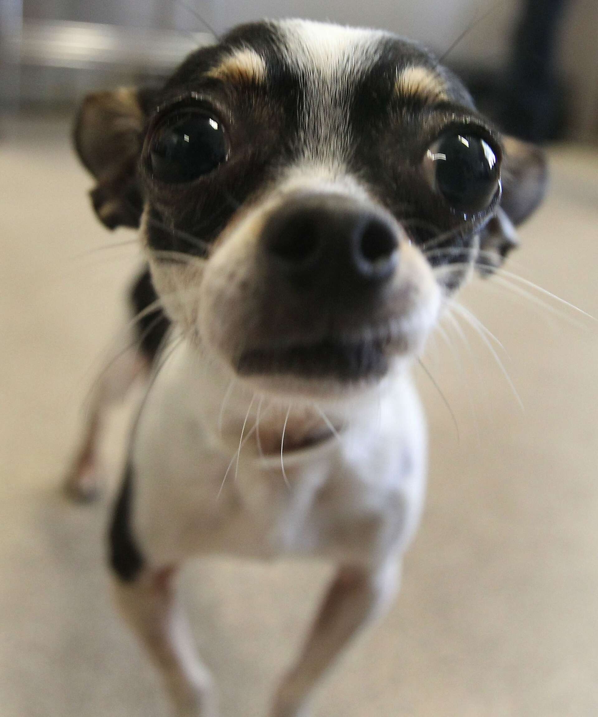 Woof program offers second chances