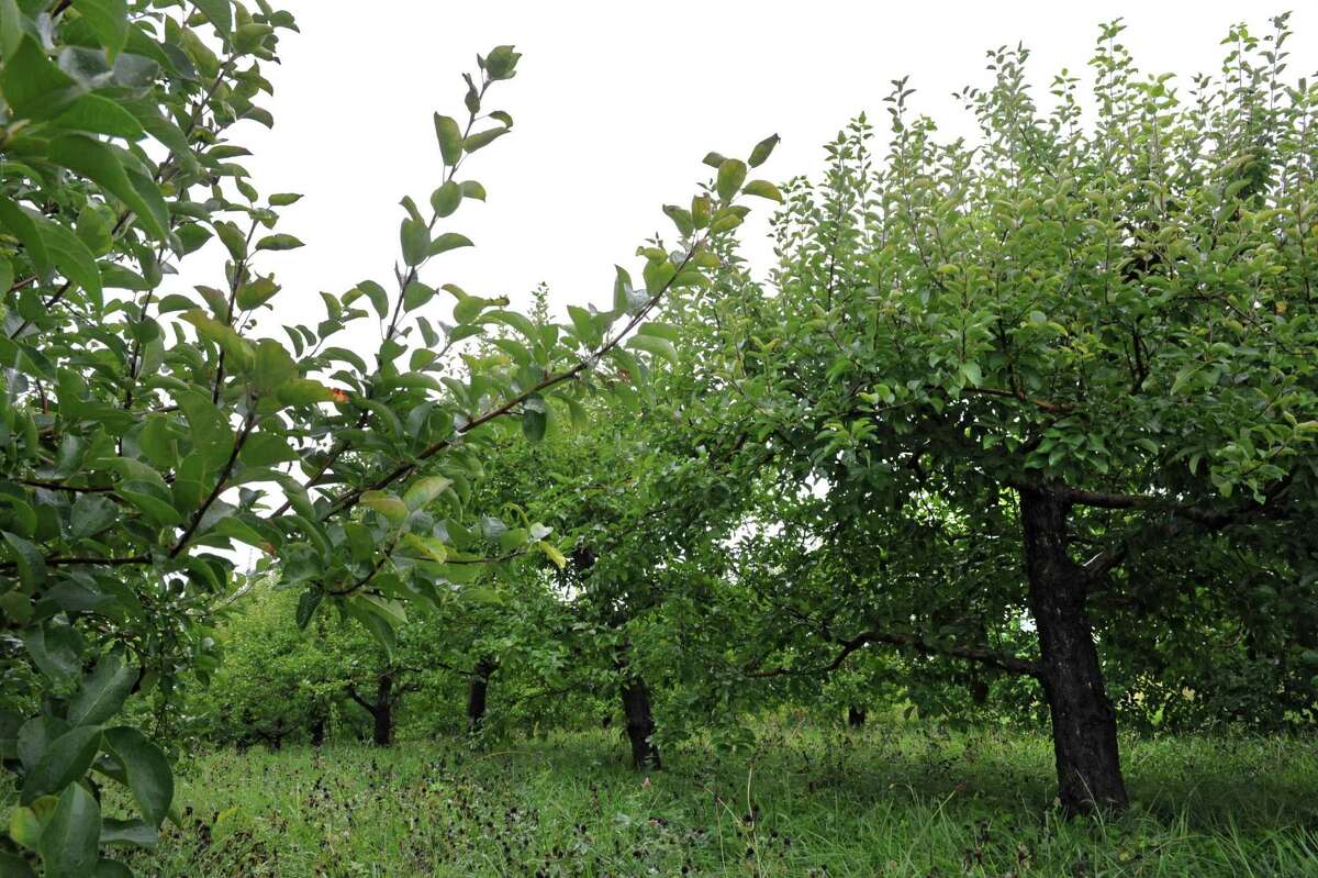 Slim pickings for area's apple crop