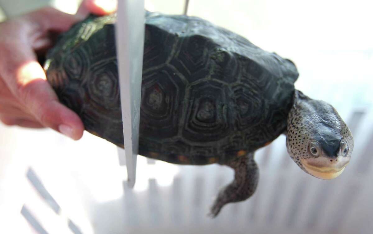 Terrapins getting attention in Texas