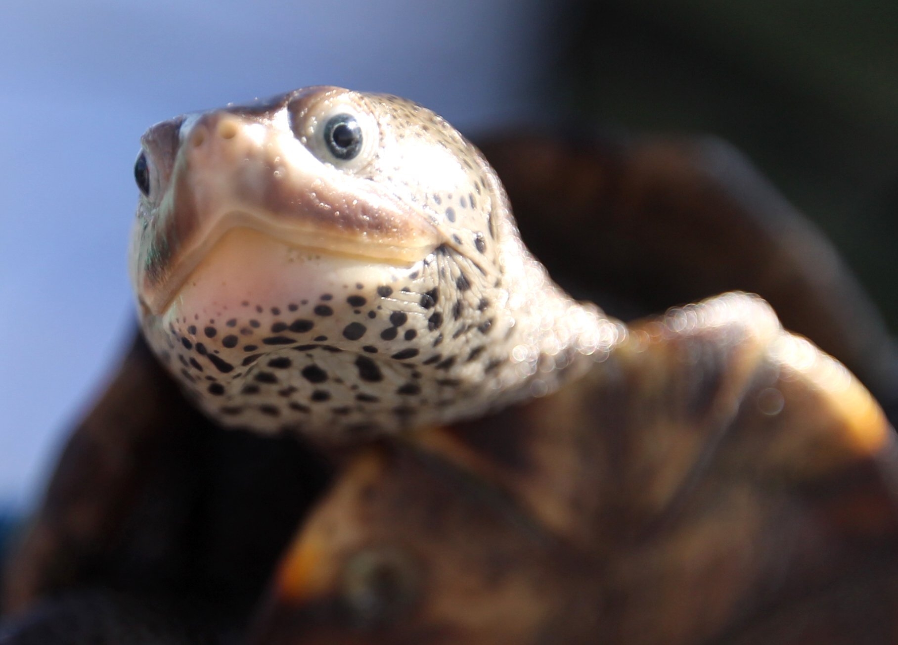Terrapins getting attention in Texas