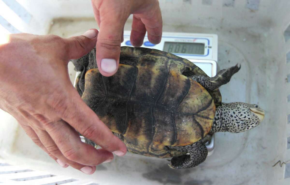 Terrapins getting attention in Texas