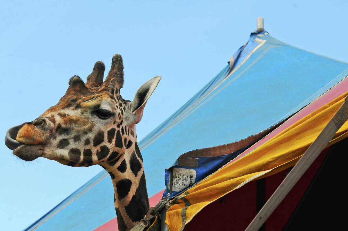 Altamont Fair: Where farming meets fun