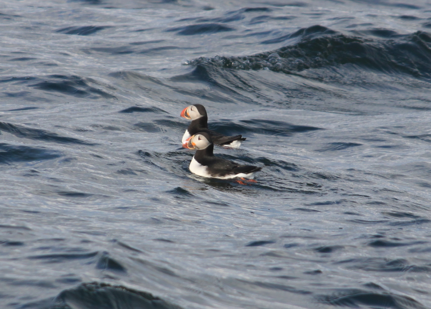 Rarely seen puffin makes a comeback
