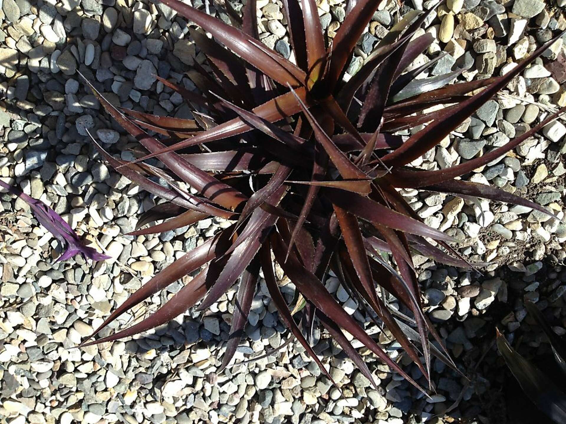 Shade-loving x cryptbergia