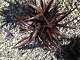 Shade-loving x cryptbergia