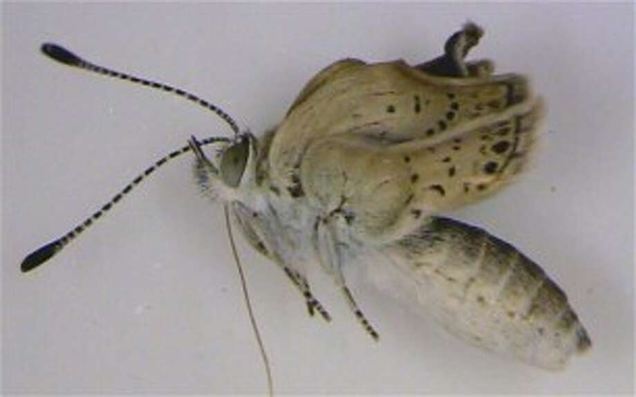 Mutant butterflies found in Japan near site of nuclear accident ...