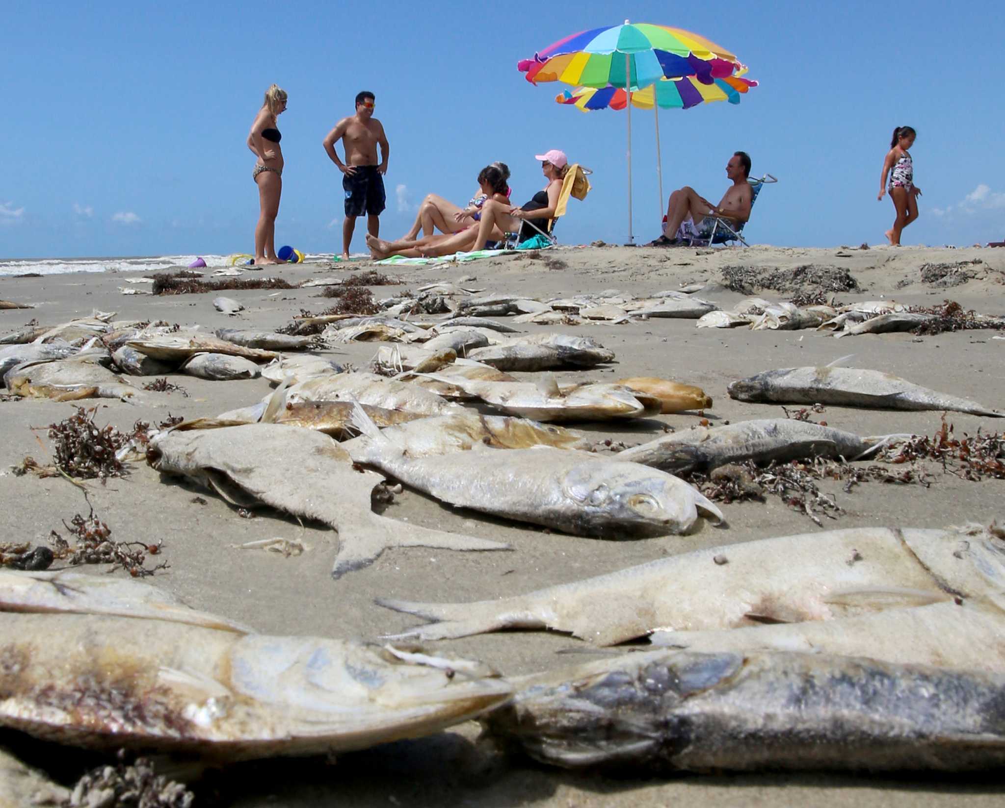 Red tide wipes out mess of fish on Galveston