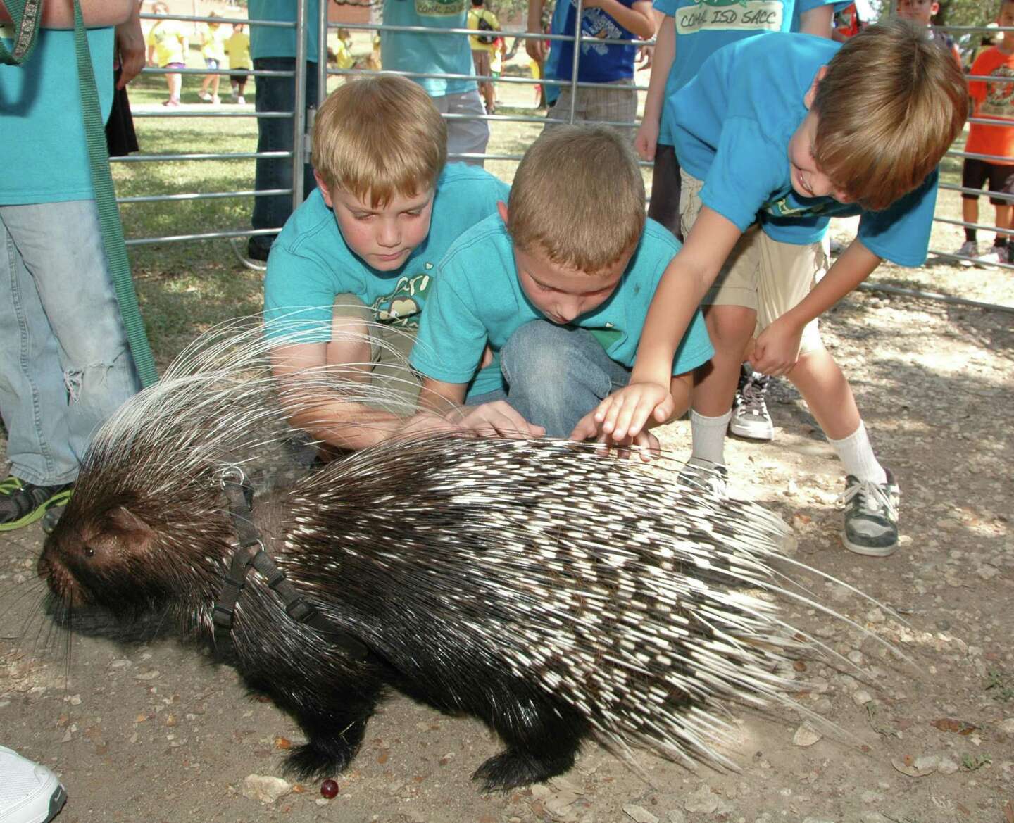 Porcupine attacks on the rise in Central Texas