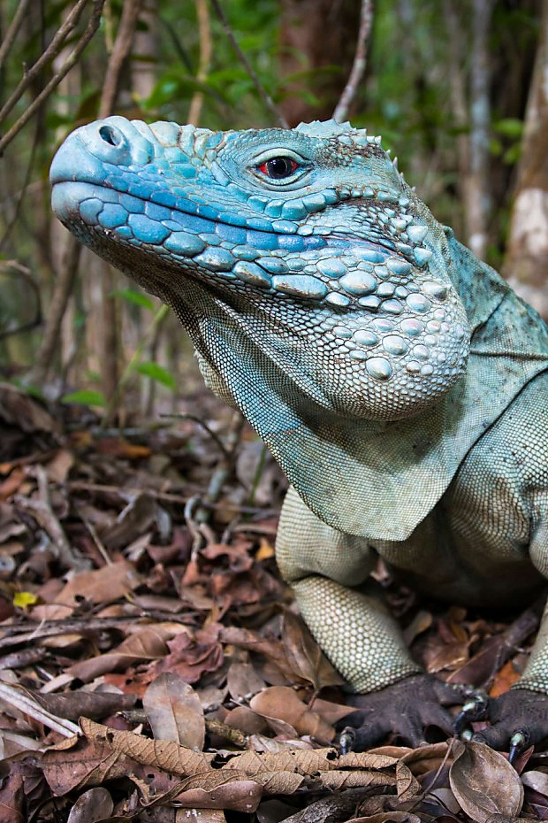 Blue iguana breeding program succeeding