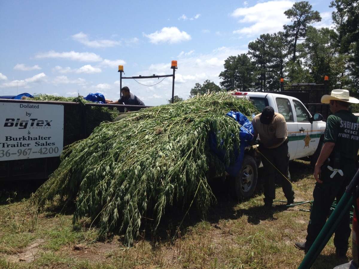 Cartel-connected pot farms rise up from rugged Texas backwoods