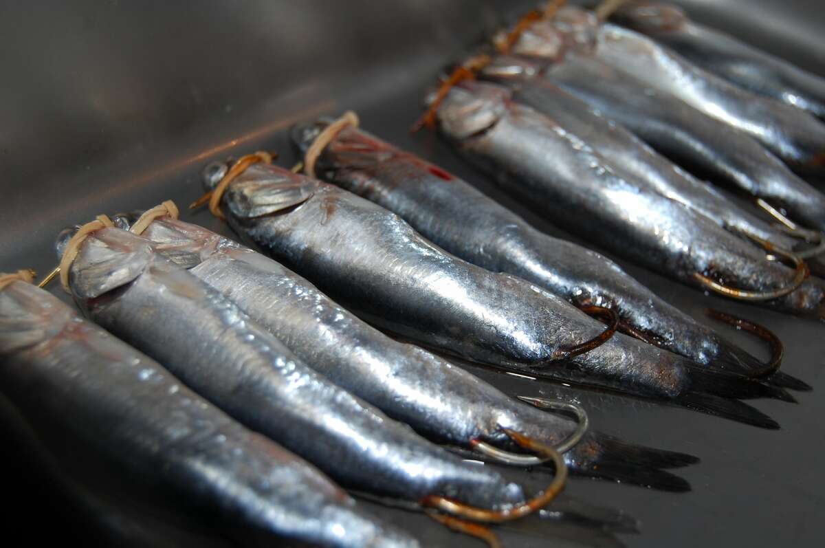 Fisherman's diary along 'Salmon Highway'