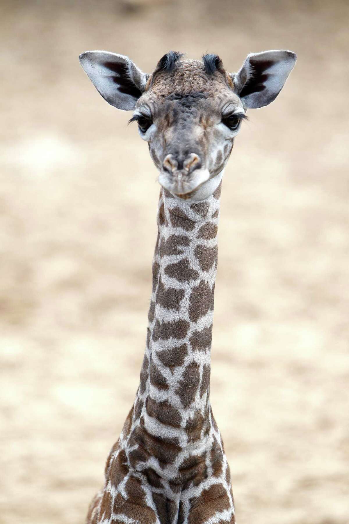 Meet Houston Zoo's new babies