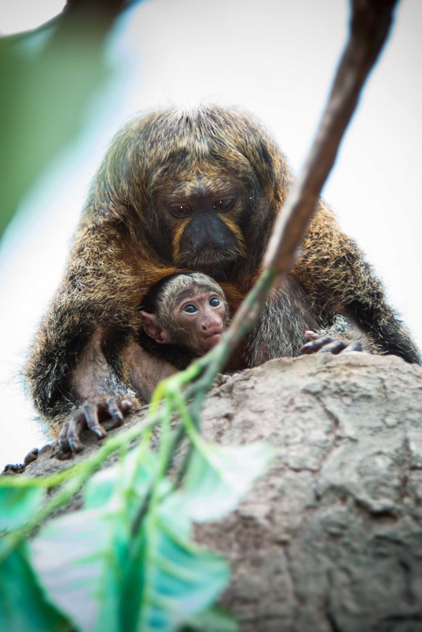 Meet Houston Zoo's new babies