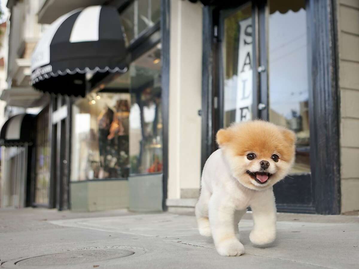 Boo, 'the cutest dog on the planet'